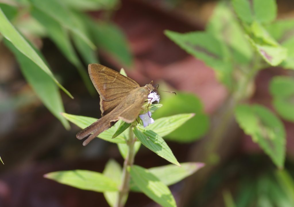 Quelques papillons diurnes de Colombie